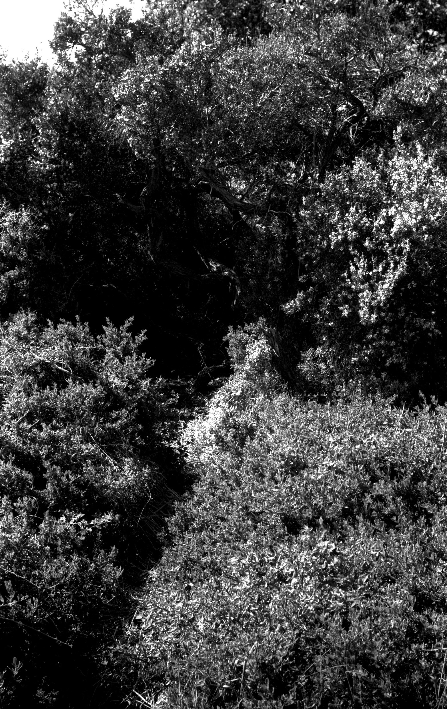 Barnack Challenge # 49 "Geheimnisse der Bäume" / “The secrets of trees ...