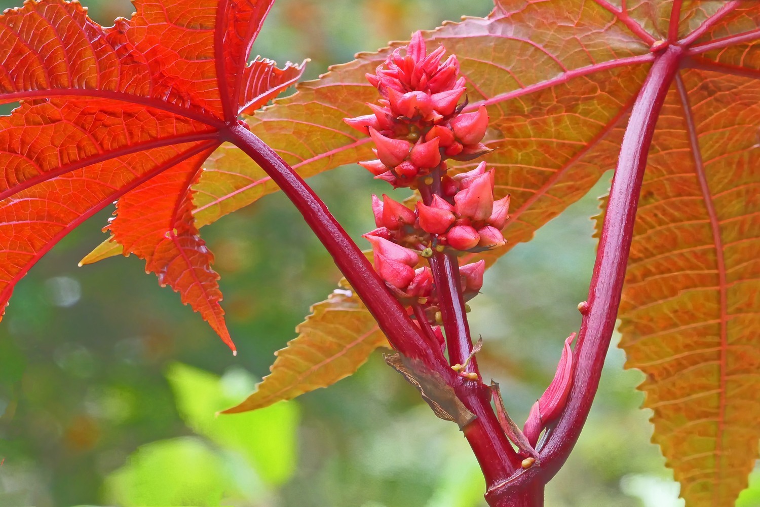 Rizinus - Tier & Natur - Leica Forum
